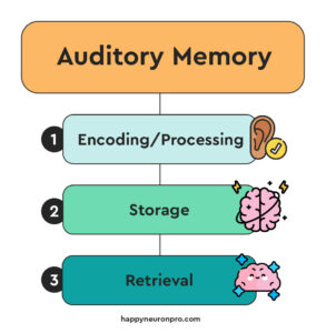 What is Auditory Memory? - HappyNeuron Pro
